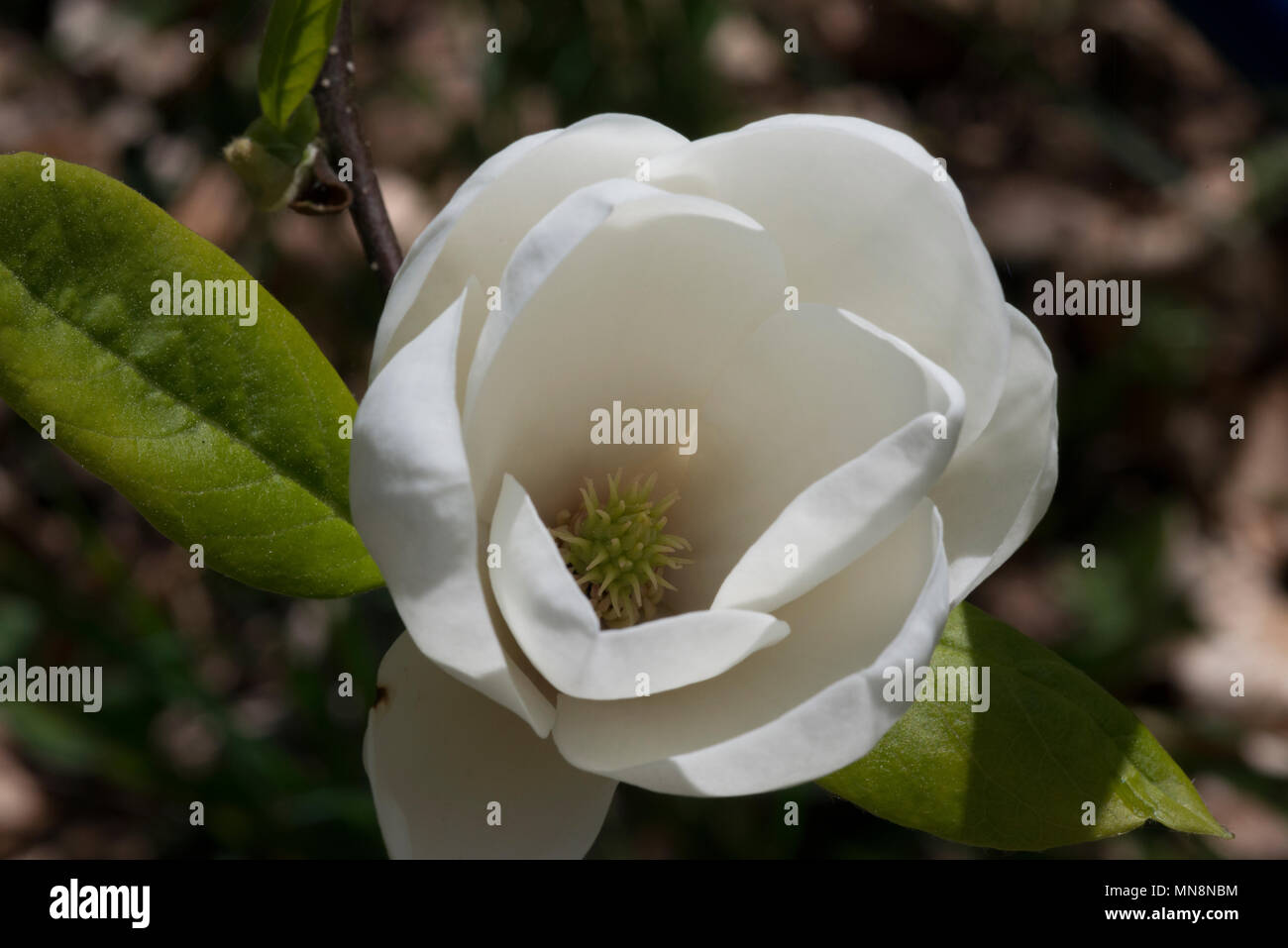 White yulan magnolia hi-res stock photography and images - Alamy