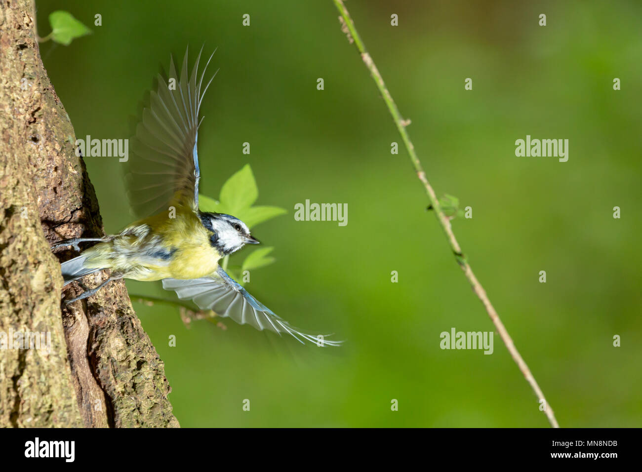 Adult Blue Tit leaping from nest hole with wings extended upwards with ...