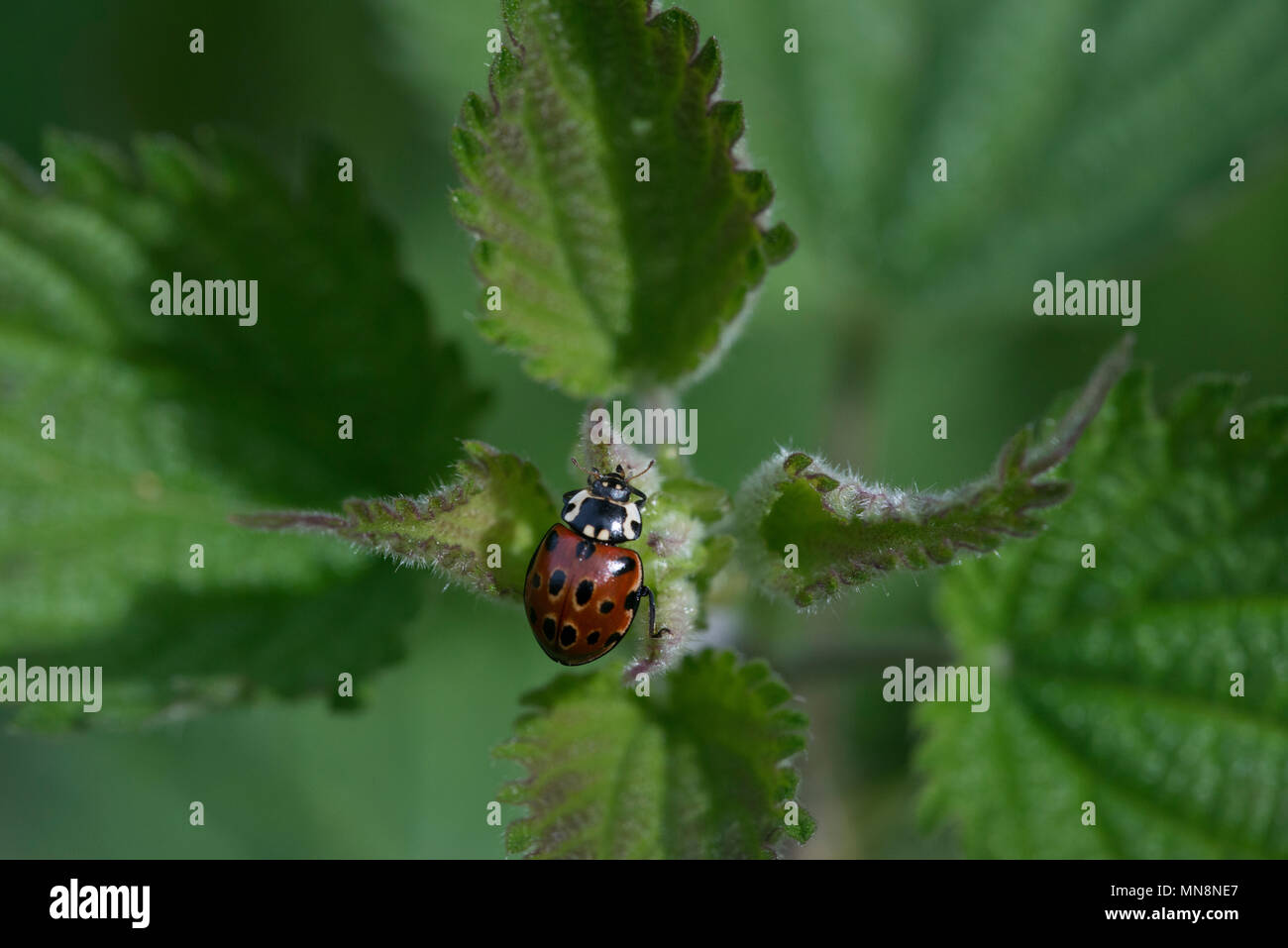 Anatis ocellata eyed ladybug hi-res stock photography and images - Alamy