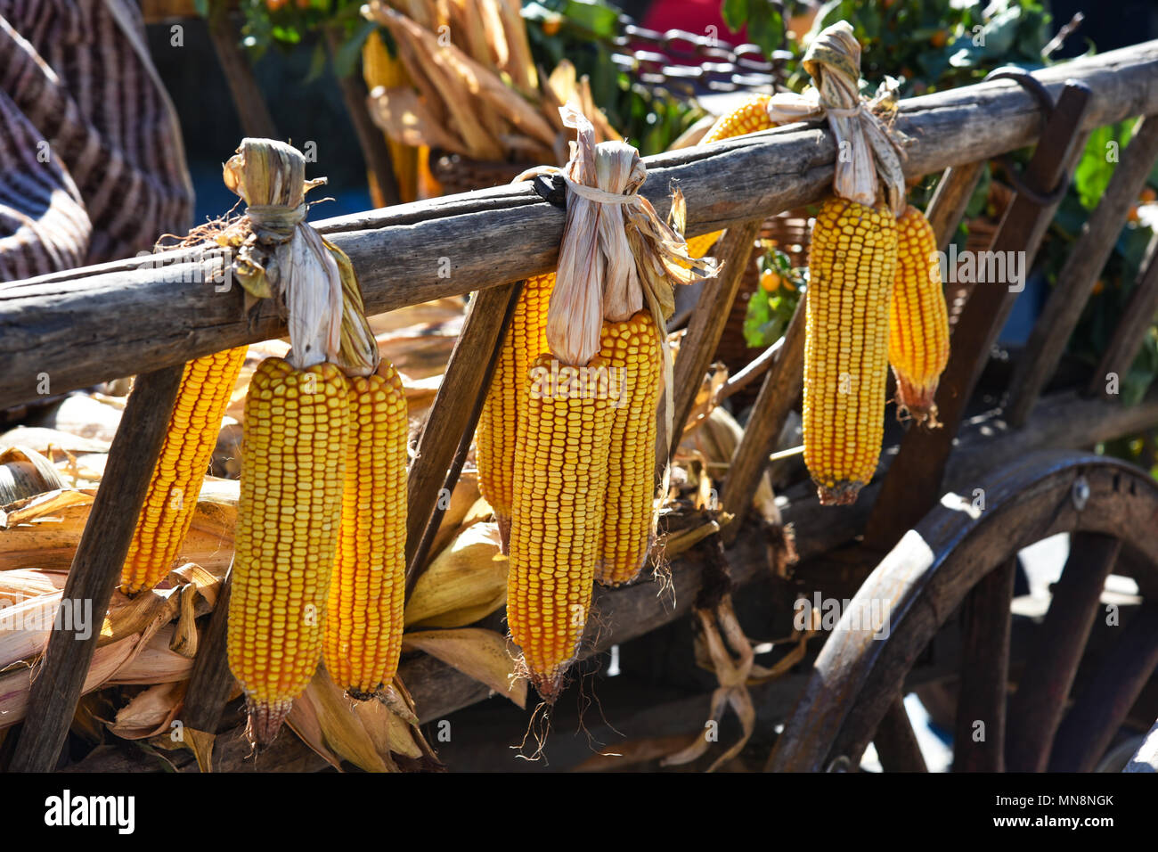 Drying grains corn in hi-res stock photography and images - Alamy