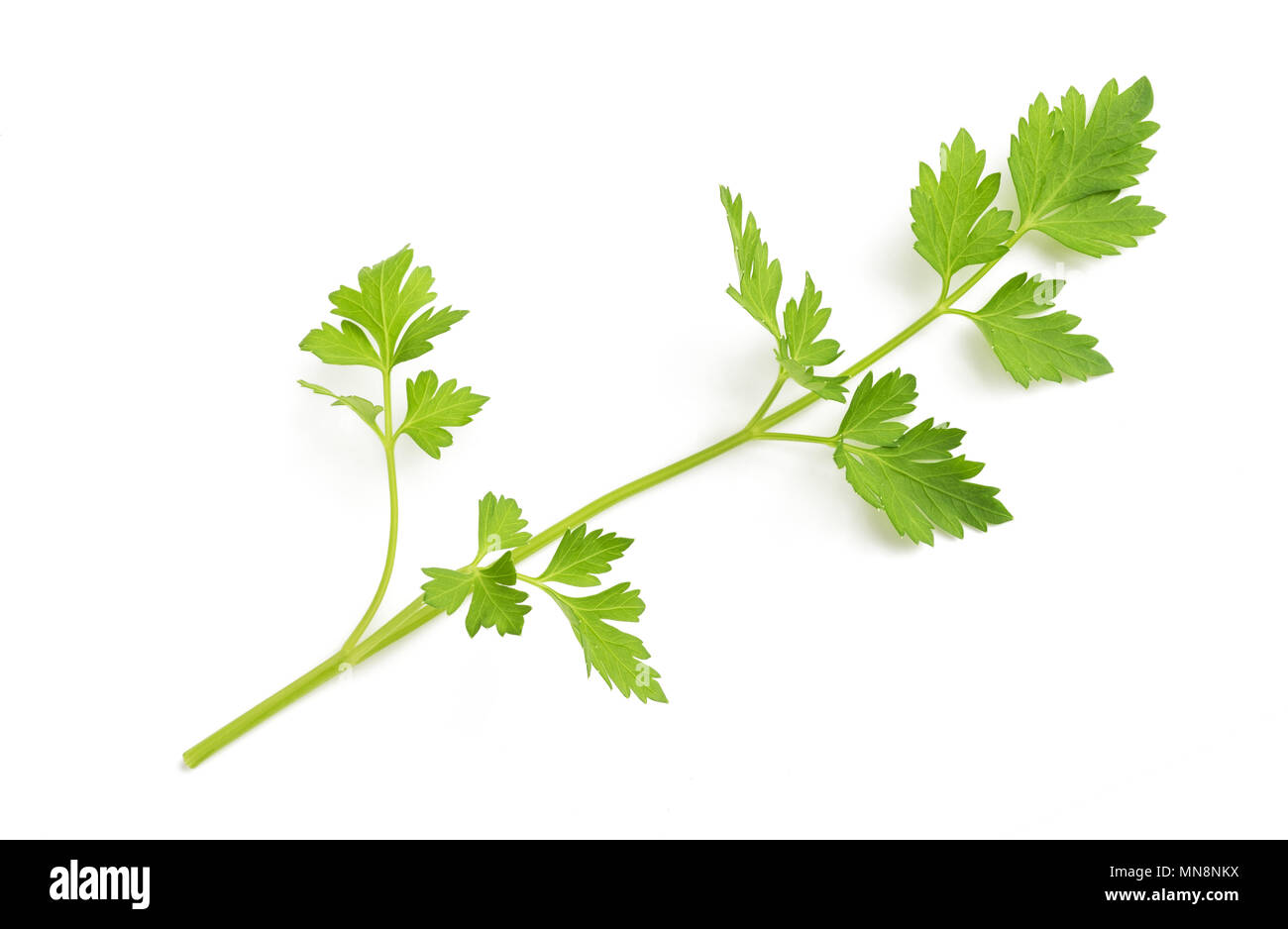 Fresh parsley sprig isolated on white background Stock Photo - Alamy