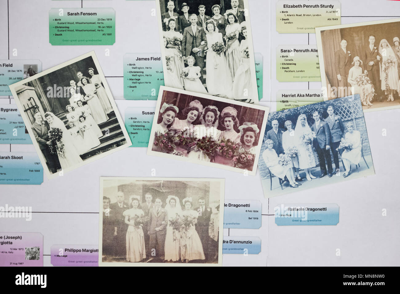 Family tree chart hi-res stock photography and images - Alamy