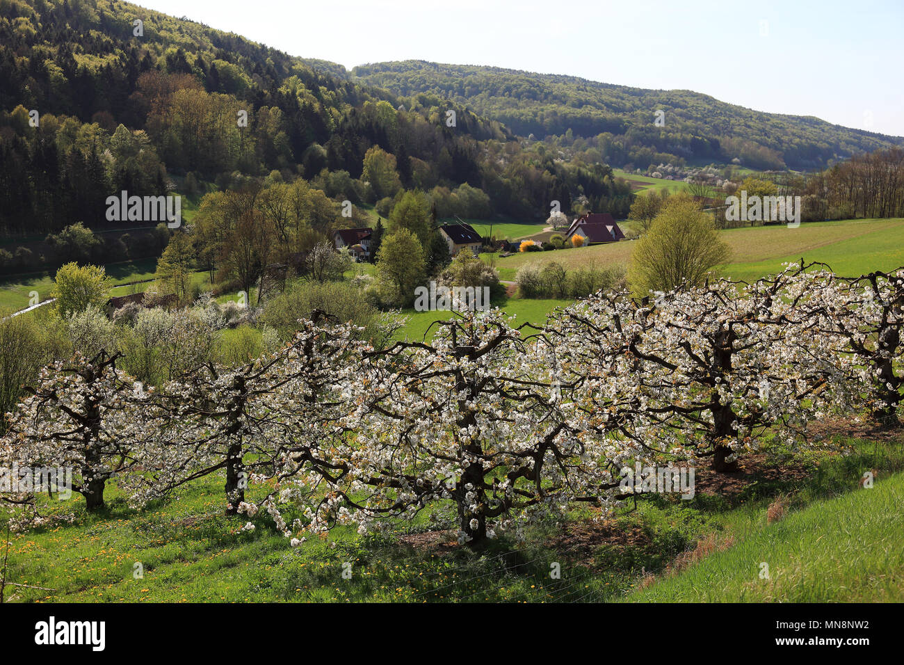 Spring bavaria flowers tree hi-res stock photography and images - Alamy