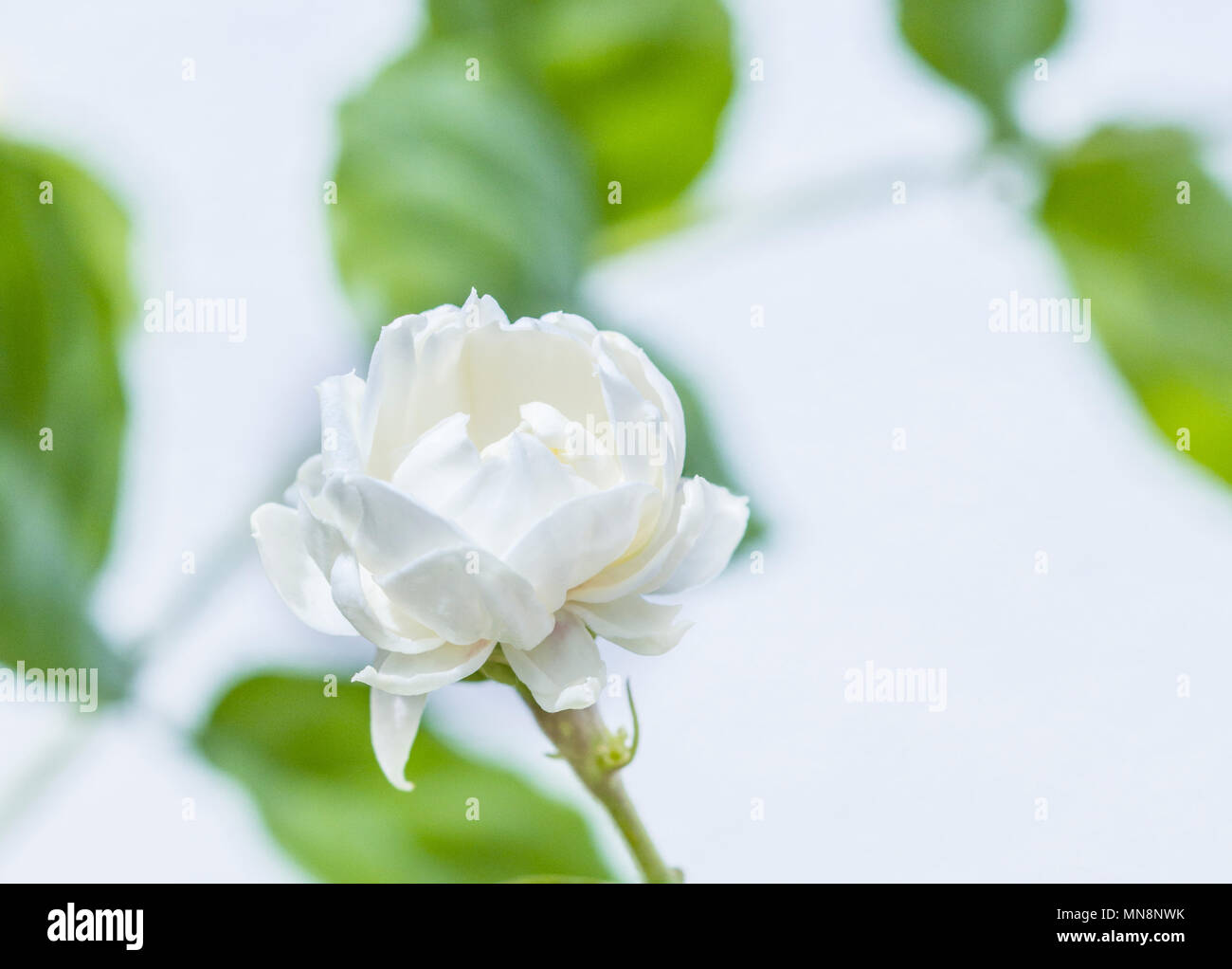 Jasminum sambac flower has a distinctive scent. It is often used in ...