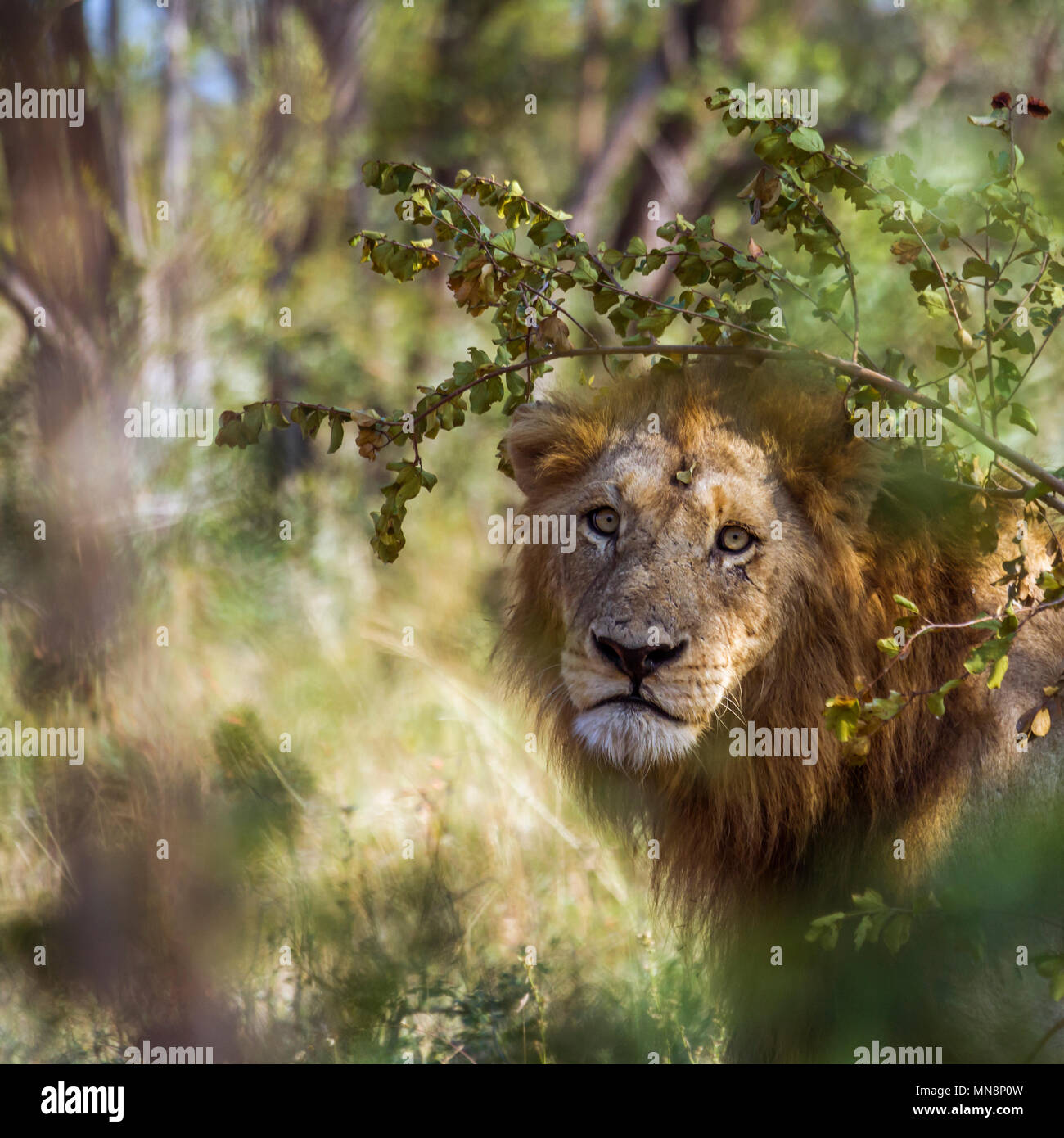 African lion in Kruger national park, South Africa ; Specie Panthera ...