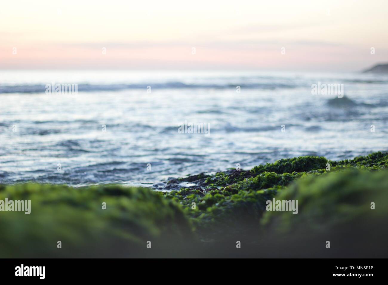 Mossy Ocean Outcrop Stock Photo - Alamy