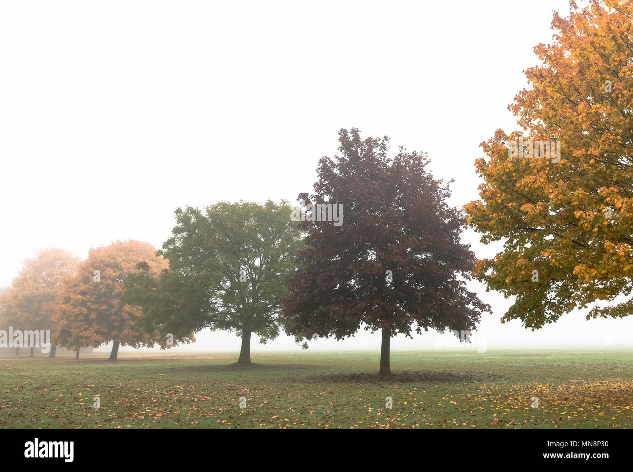Round shaped trees hi-res stock photography and images - Alamy