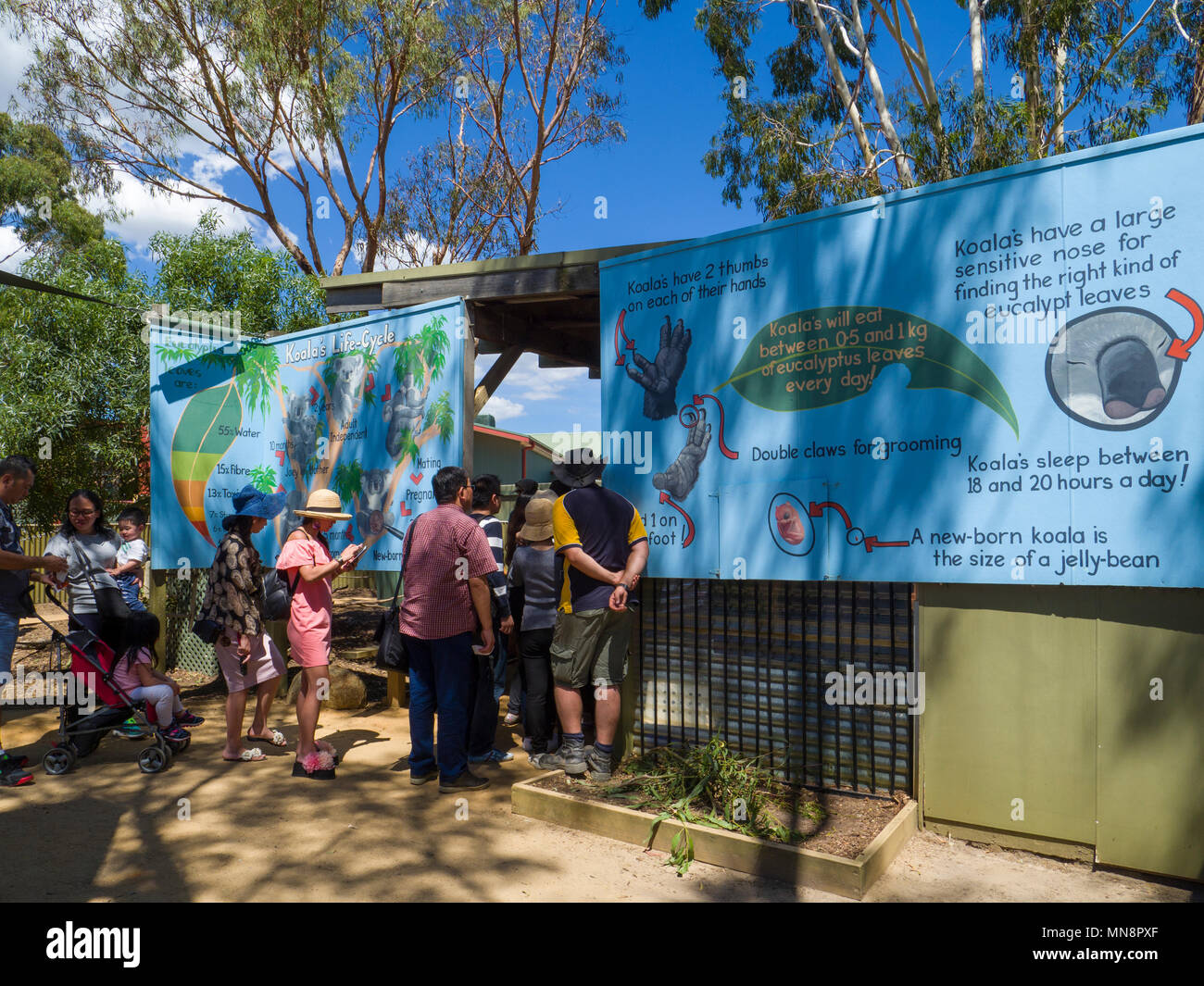 Koala enclosure hi-res stock photography and images - Alamy