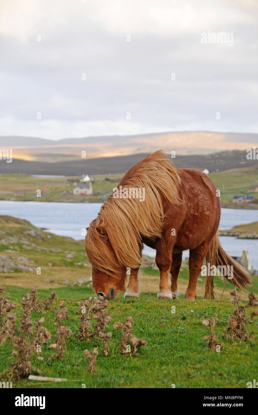 Lone Shetland pony on the hills of Shetland Stock Photo - Alamy