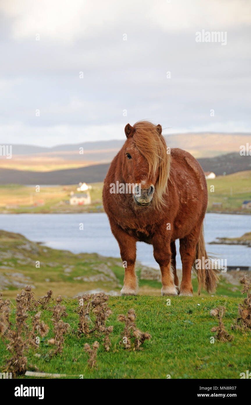 Lone Shetland pony on the hills of Shetland Stock Photo - Alamy