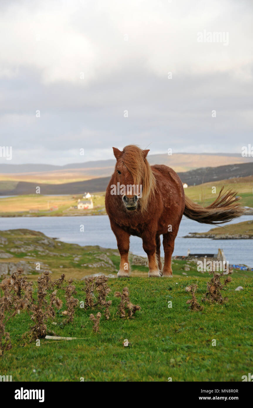 Lone Shetland pony on the hills of Shetland Stock Photo - Alamy