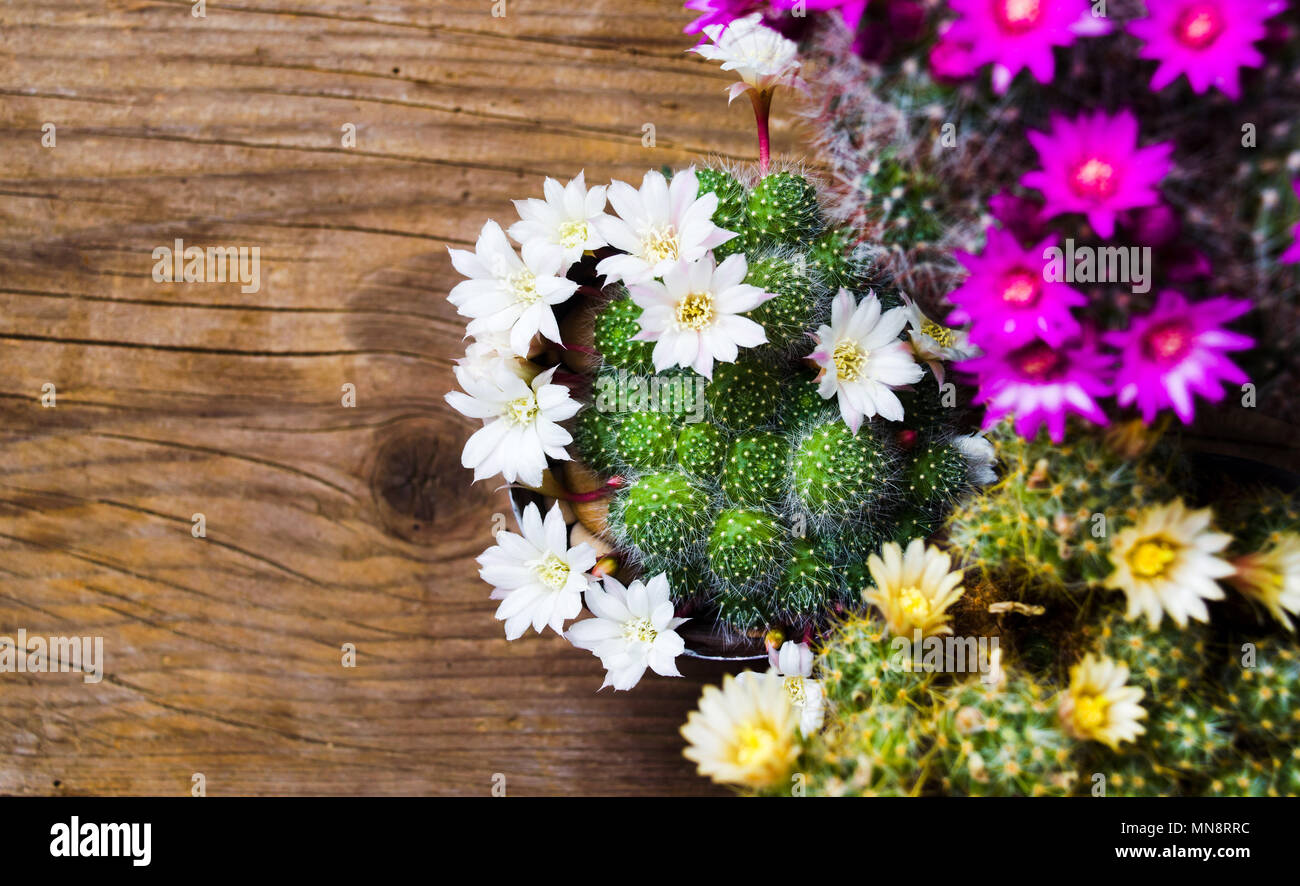 Cactus blooming on spring hi-res stock photography and images - Alamy