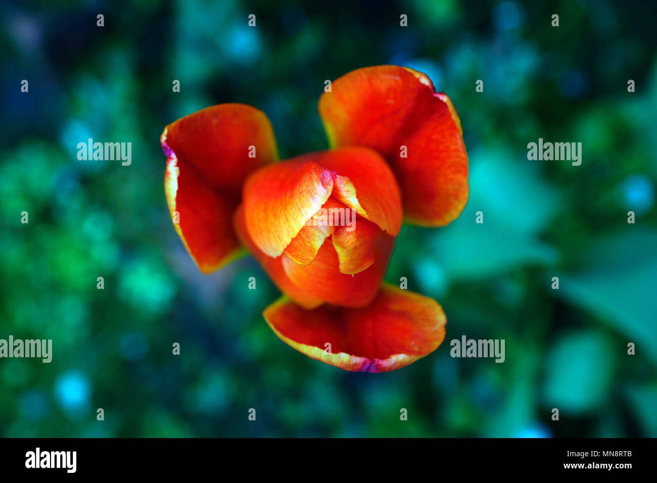 Tulip spring song hi-res stock photography and images - Alamy