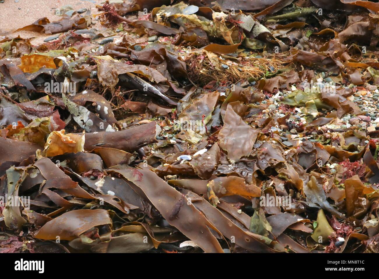 Seaweed on the beach washed up from the tide and drying in the sun ...