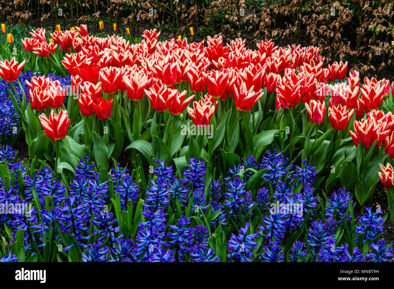 Bright indigo and violet tulips in Keukenhof Netherlands Stock Photo ...