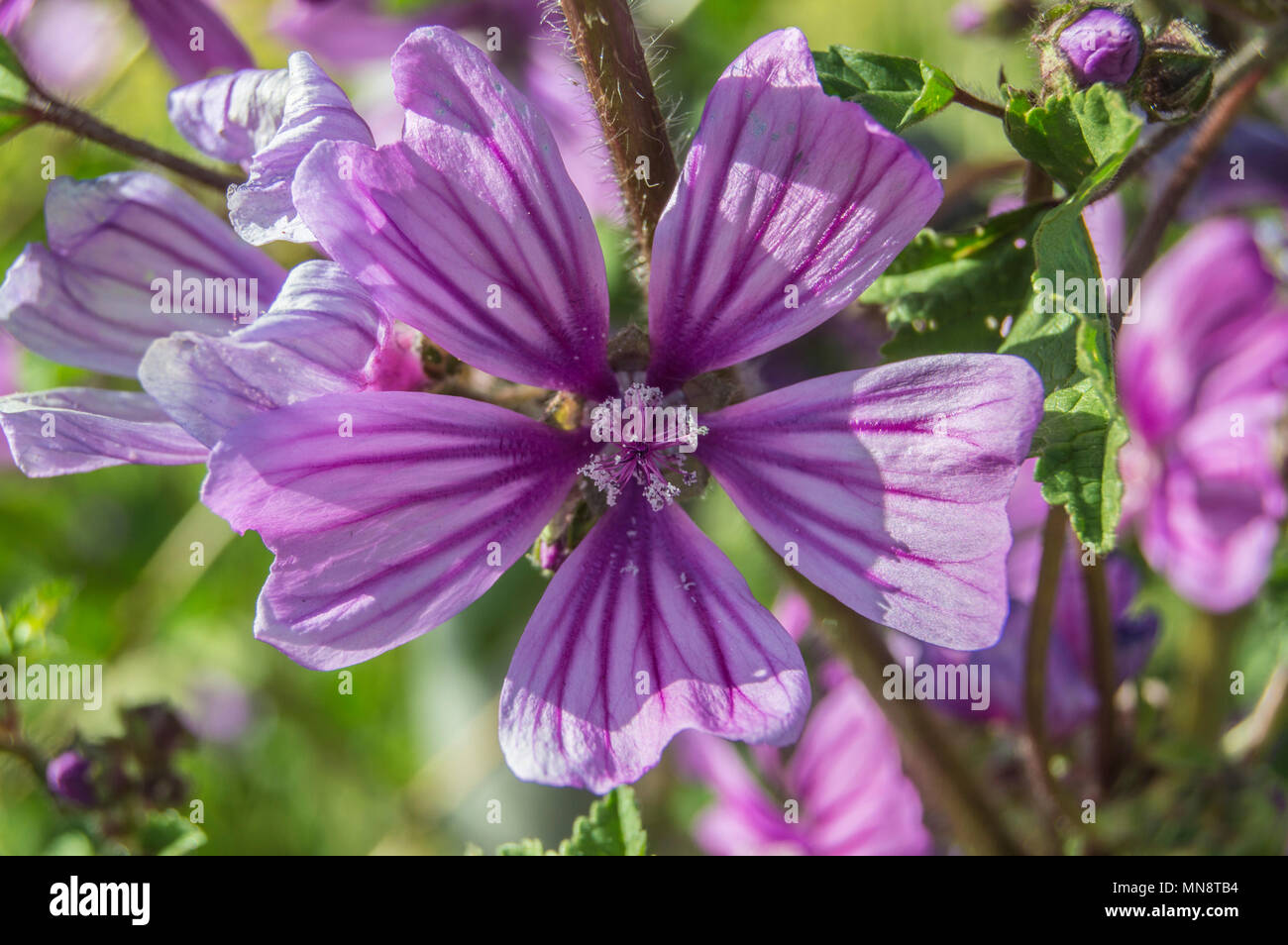Close-up of Common Mallow Stock Photo - Alamy