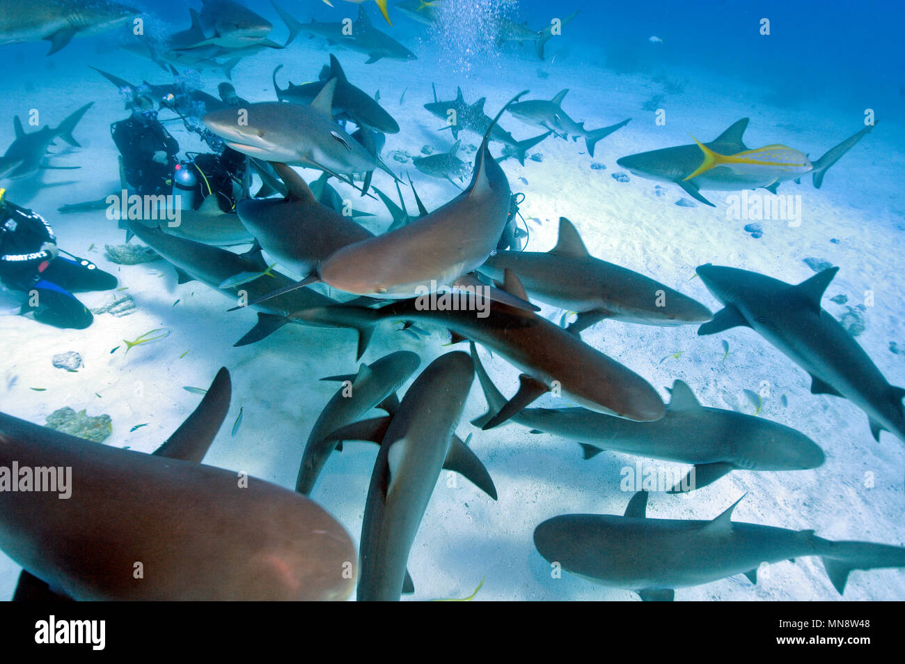 pacific reefshark | Riffhai im Pazifik Stock Photo - Alamy
