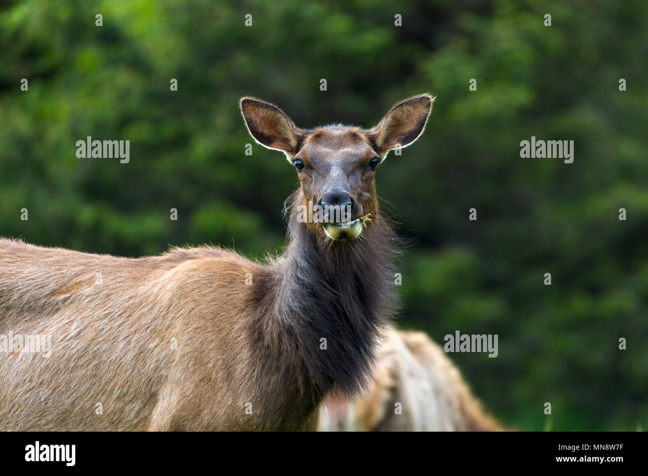 Elk staring while grazing at Ecola State Park in Cannon Beach Oregon ...