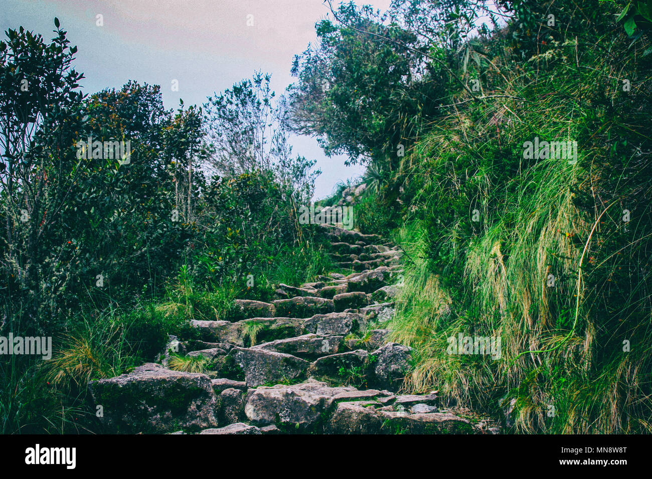 Stone steps of the Inca Trail to Machu Picchu in the wildness ...