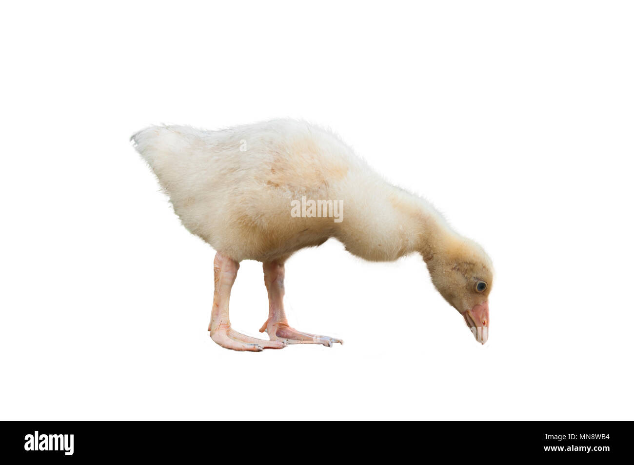 Goose chick isolated Stock Photo - Alamy