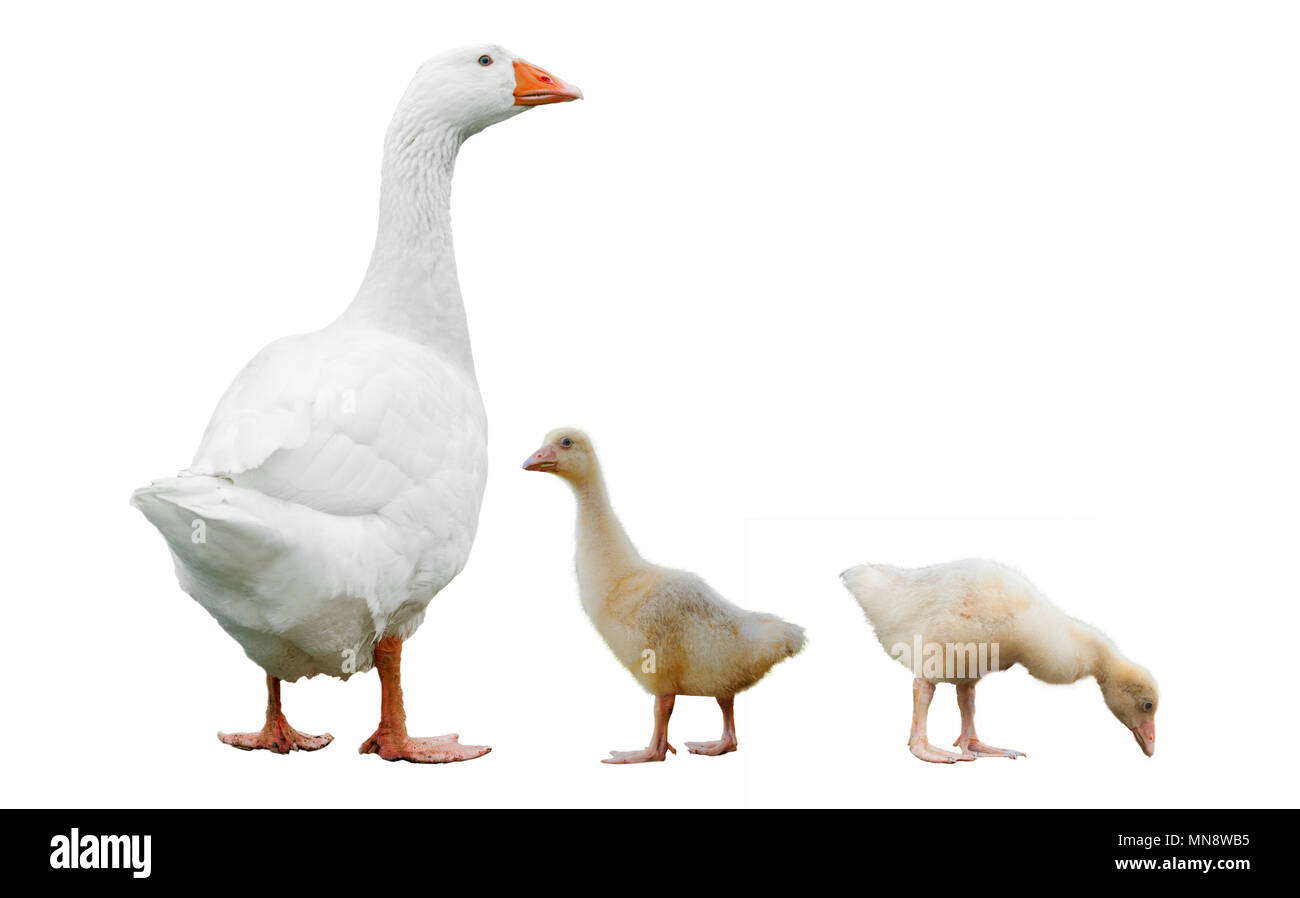 Goose with chicks isolated Stock Photo - Alamy