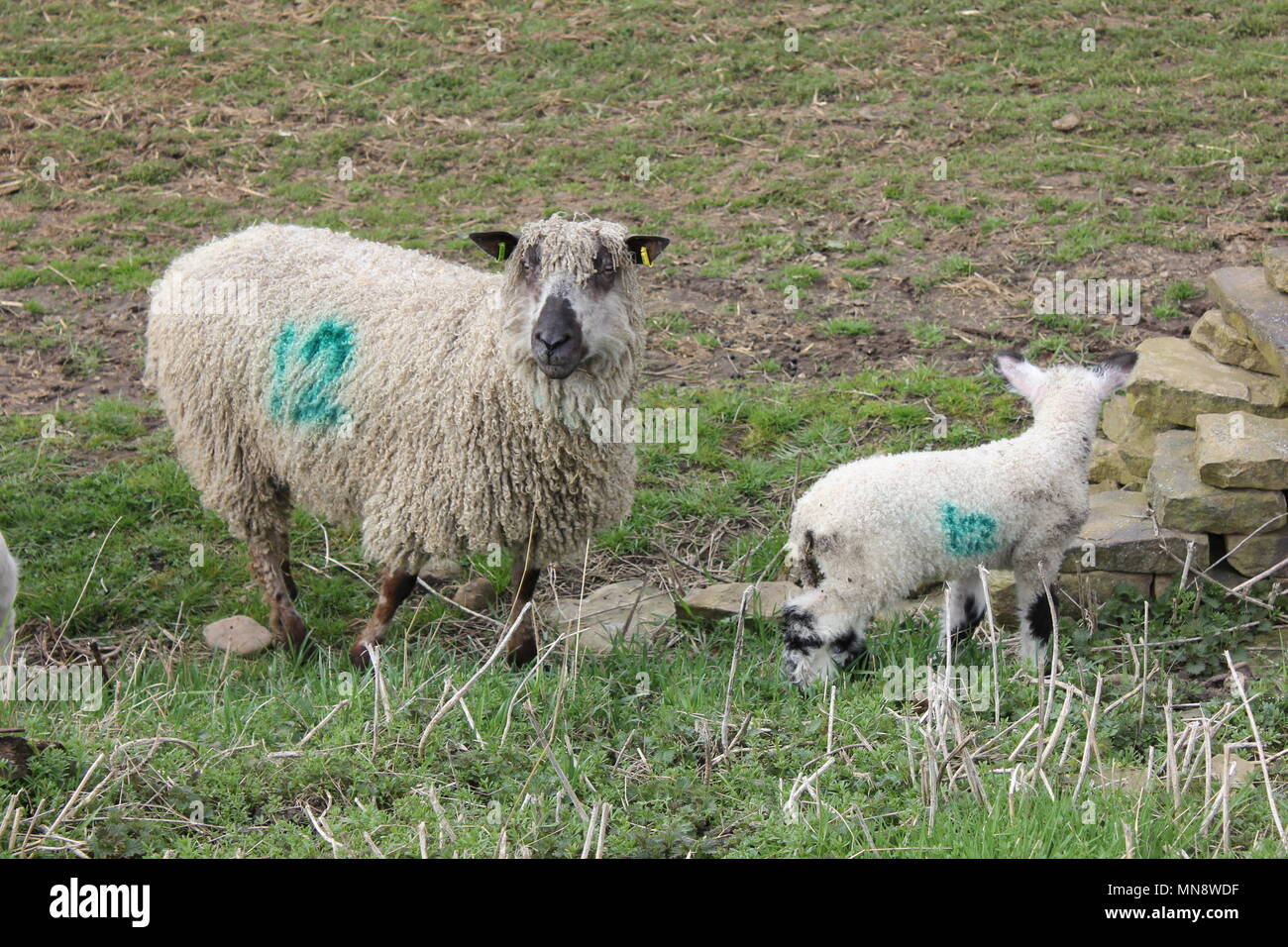 Beamish Sheep with Lambs Stock Photo - Alamy