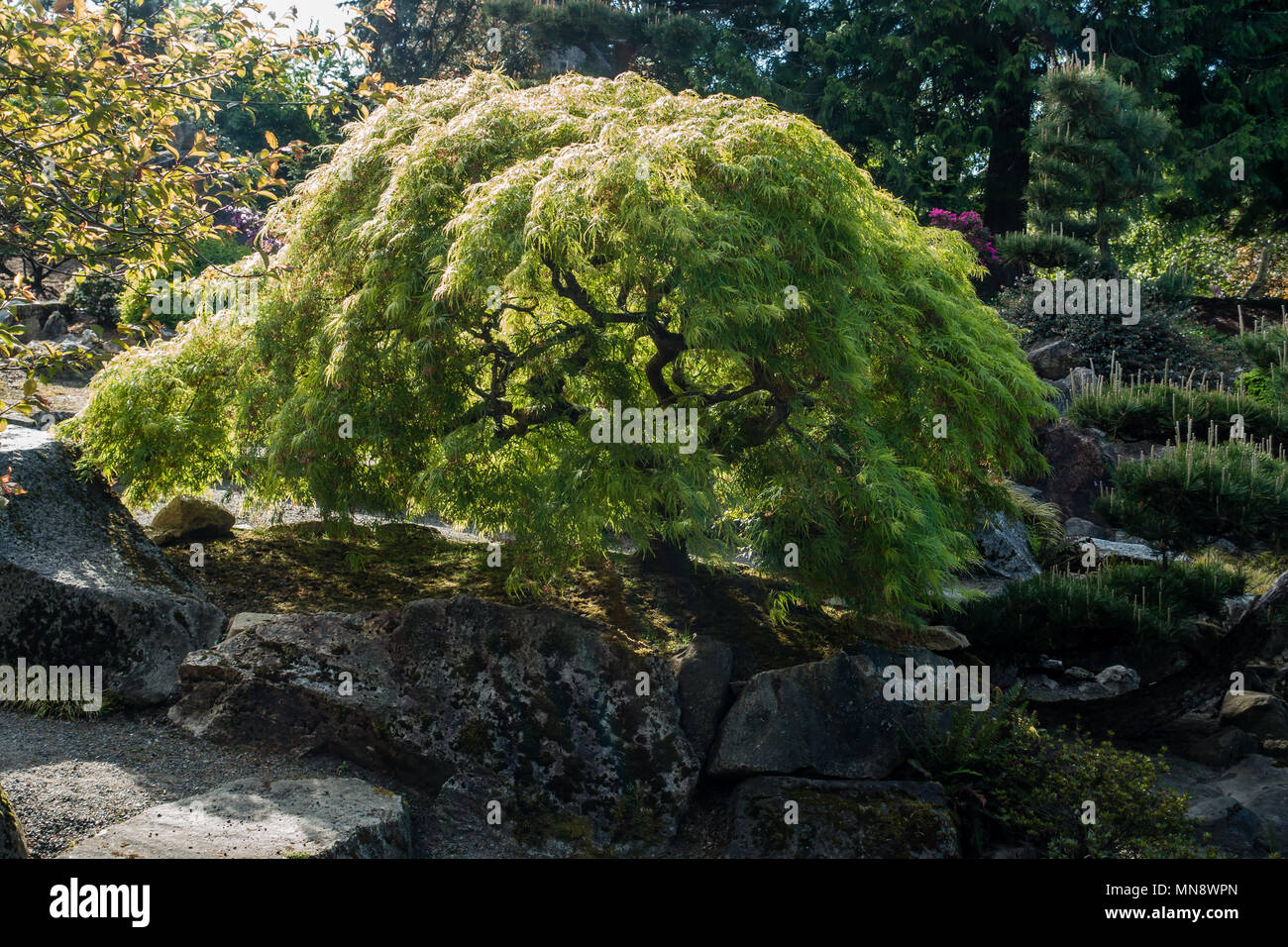 A view of a Japanese Maple tree in Seatac, Washington Stock Photo - Alamy