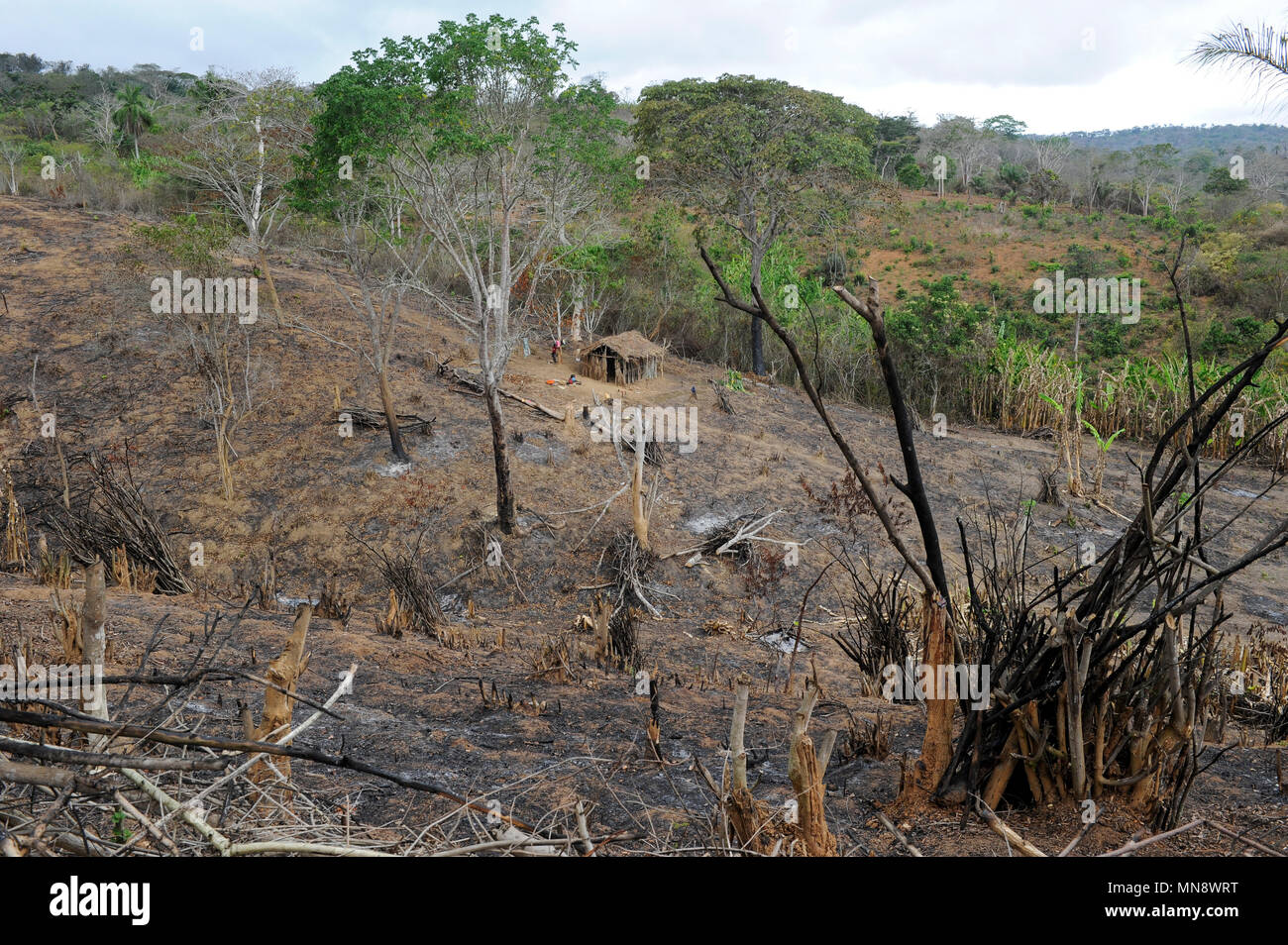 Rainforest logging farmland hi-res stock photography and images - Alamy
