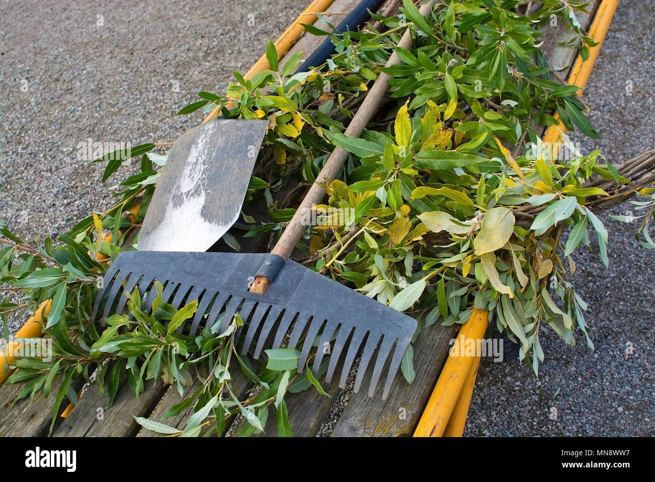 Gardening tools rake spade and old leaves in a wheelbarrow Sweden in ...