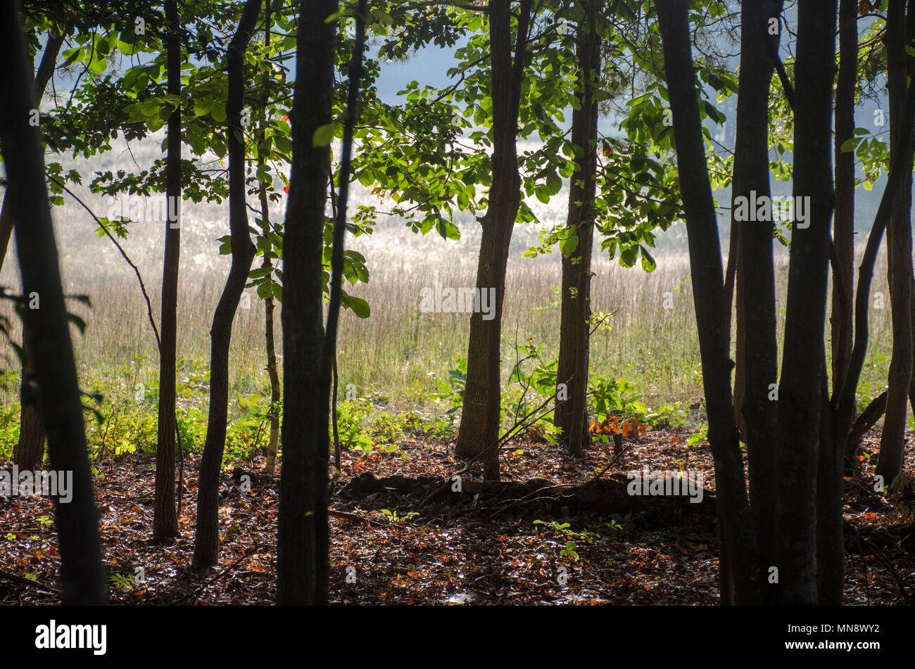 Sun sets over a Civil War era cannon at the Chancellorsville ...