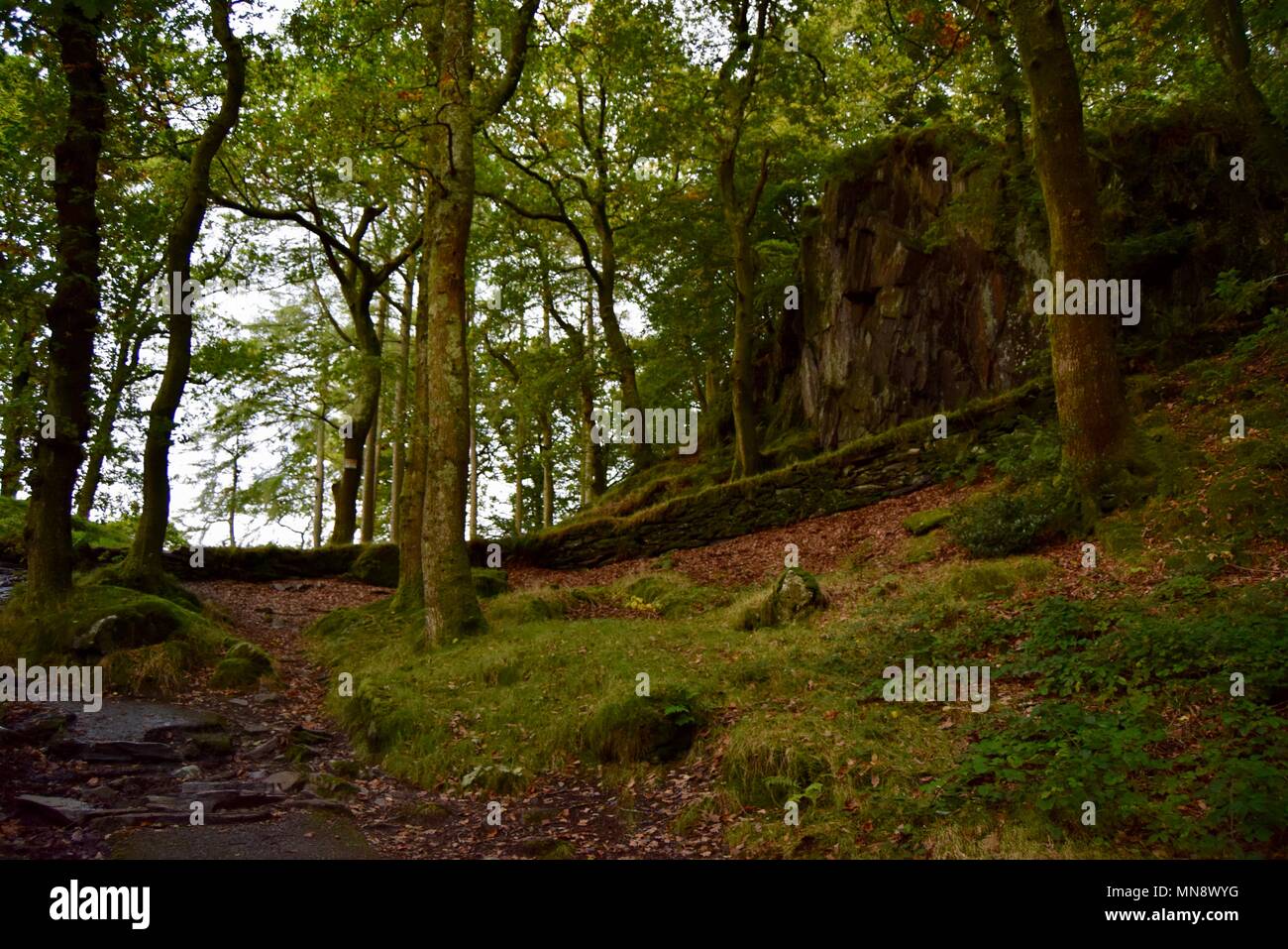 collection of summer green trees in scenic woodland, snowdonia, north ...