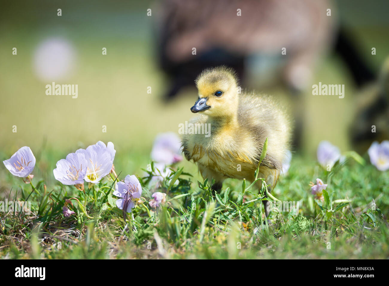 Cute newborn Canada goose gosling standing in the spring flower grass ...