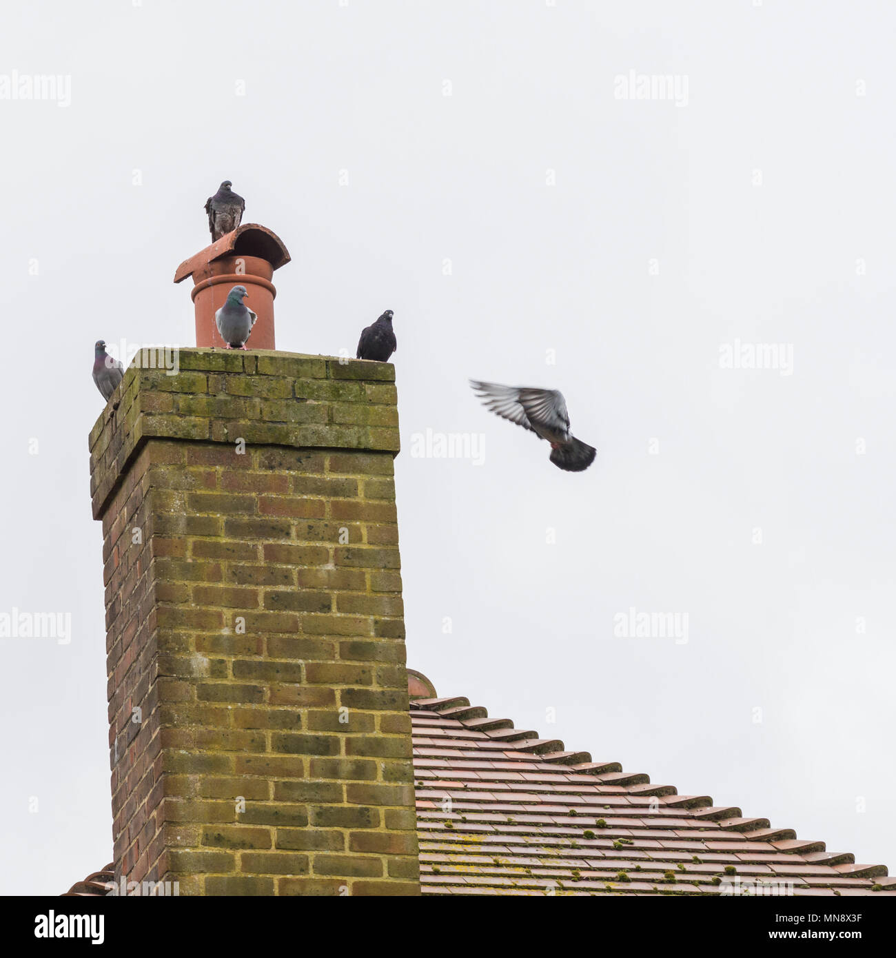 Four pigeons sit on a chimney stack and watch a fifth come to join them ...