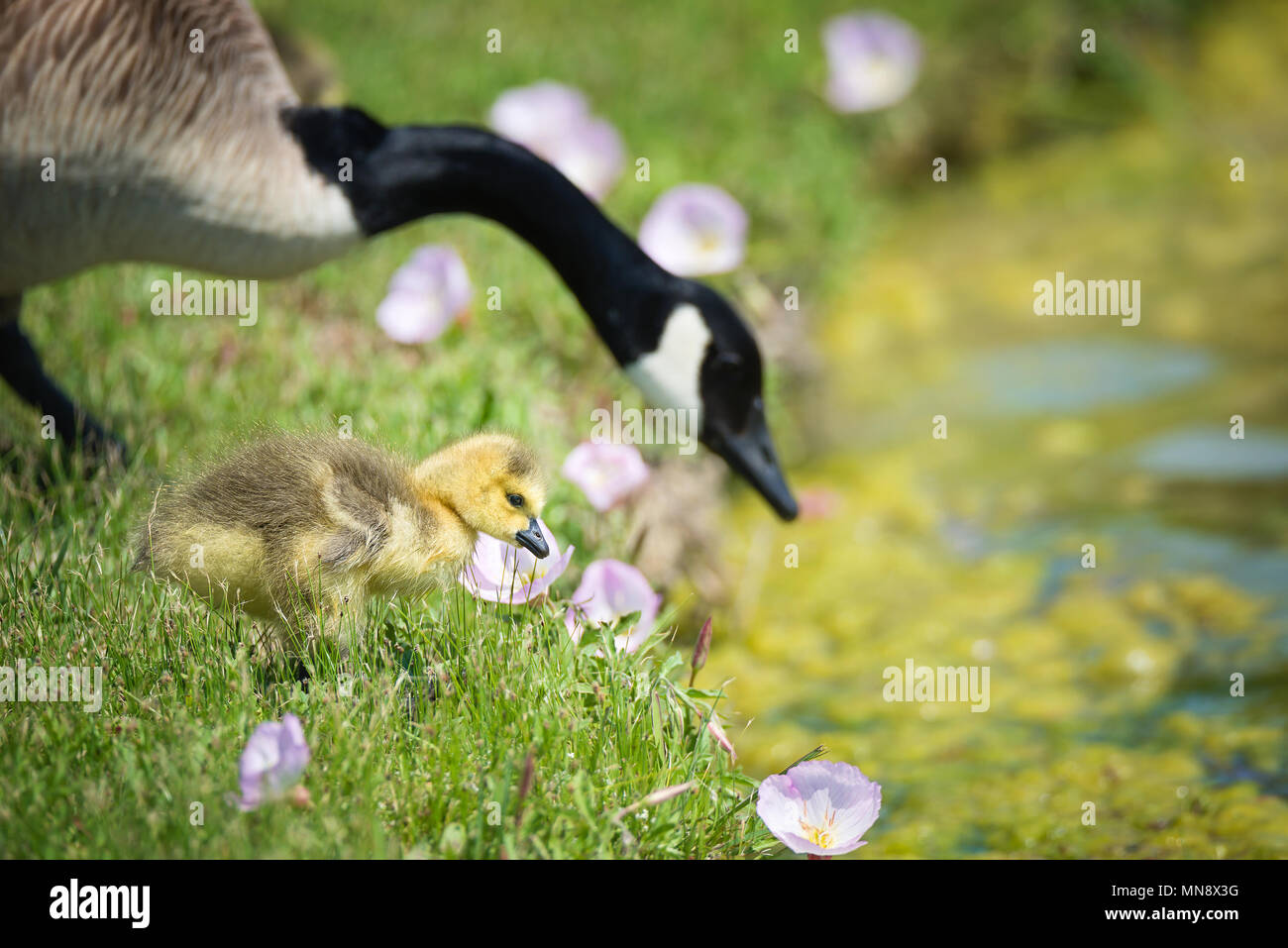 Cute Canada goose gosling with mother stepping in grass and pink spring ...