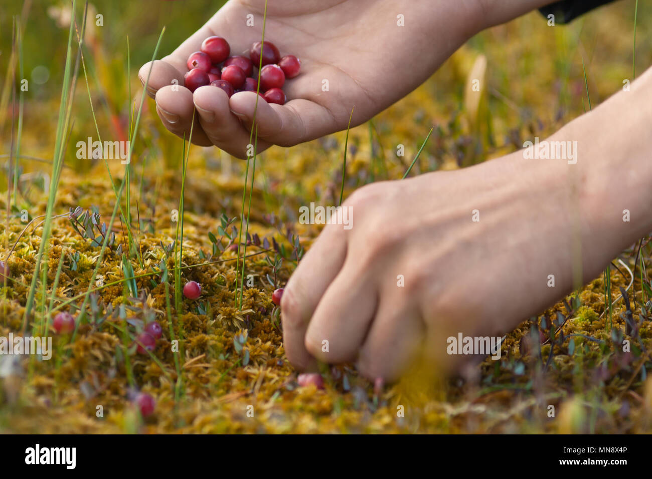 Cranberry harvesting hi-res stock photography and images - Alamy