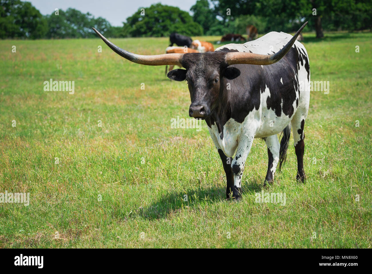 Texas longhorn cattle grazing on spring pasture Stock Photo - Alamy