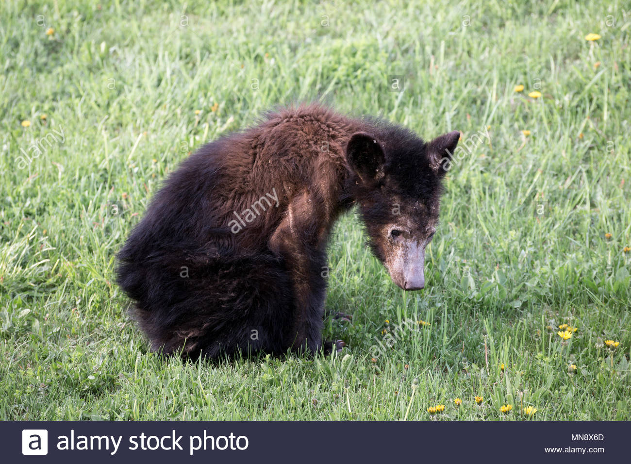 Mange Mites Stock Photos & Mange Mites Stock Images - Alamy