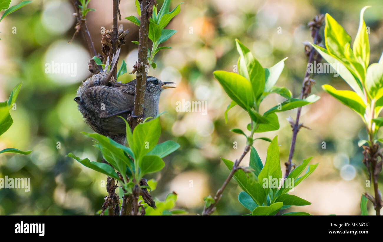 Wren in a bush hi-res stock photography and images - Alamy