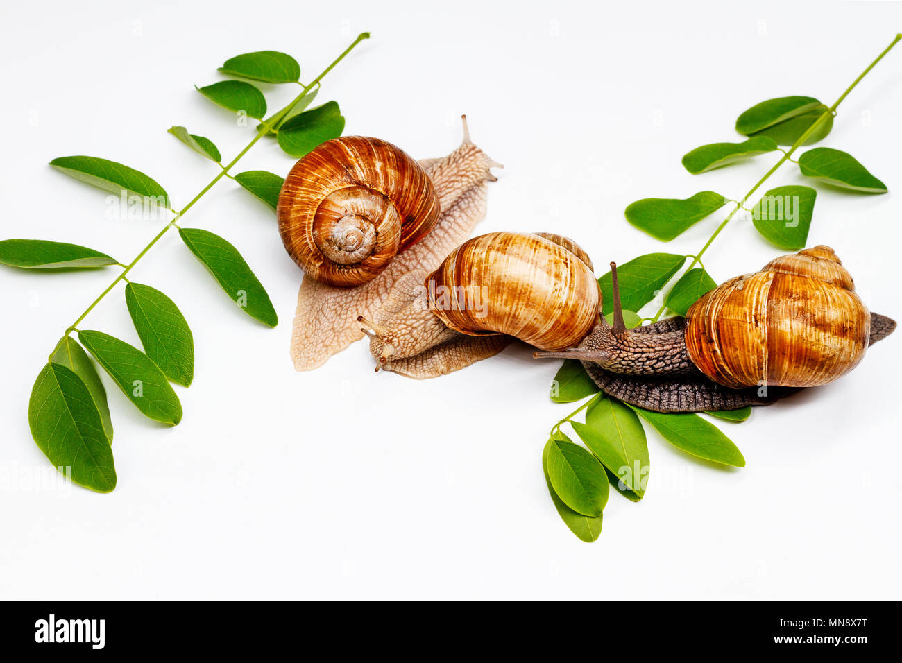 three snails and green leaves on a white background, cosmetics and ...