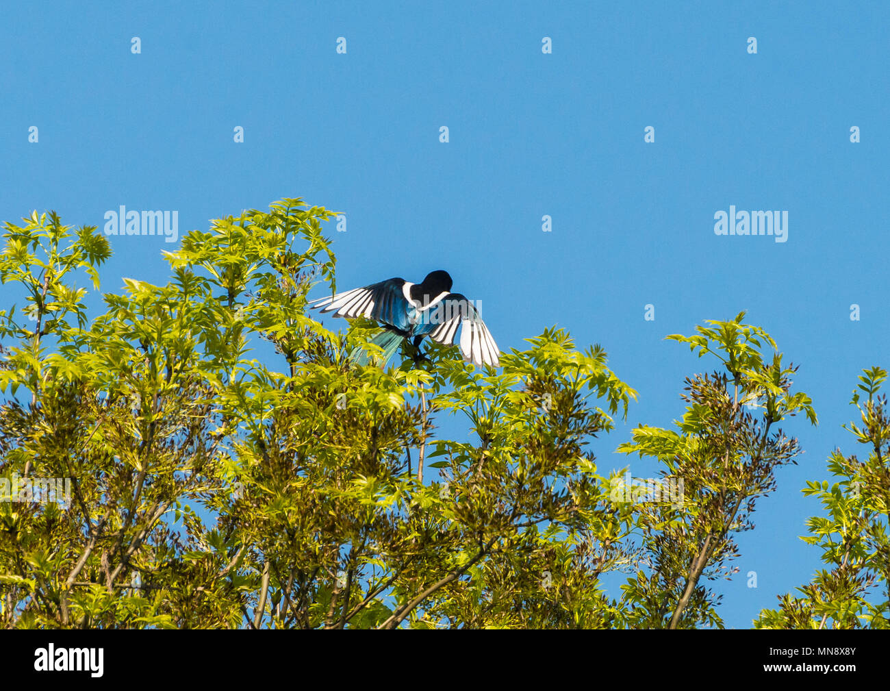 Magpie landing hi-res stock photography and images - Alamy