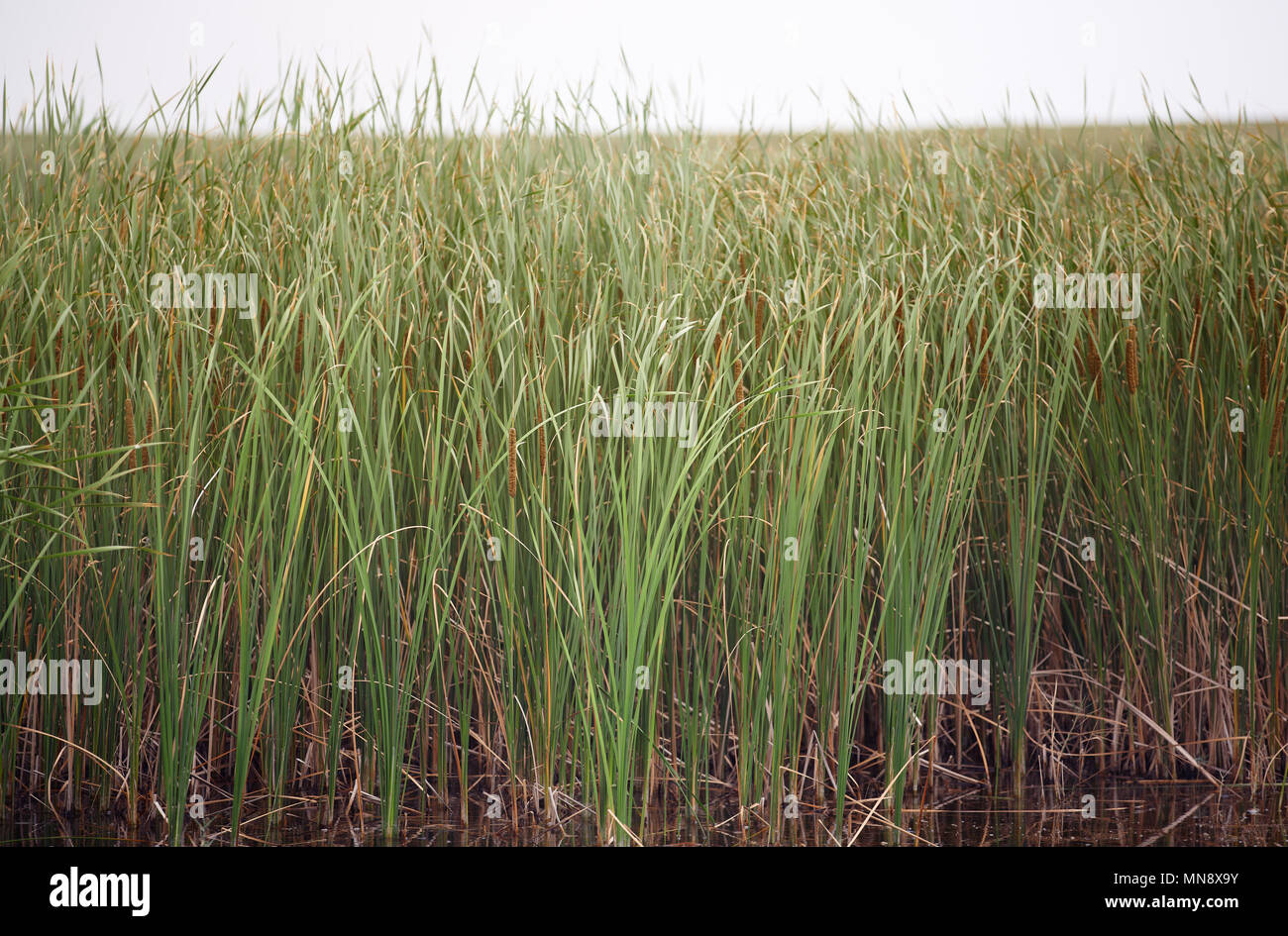 Reed plants in open water of the Florida lake Stock Photo - Alamy