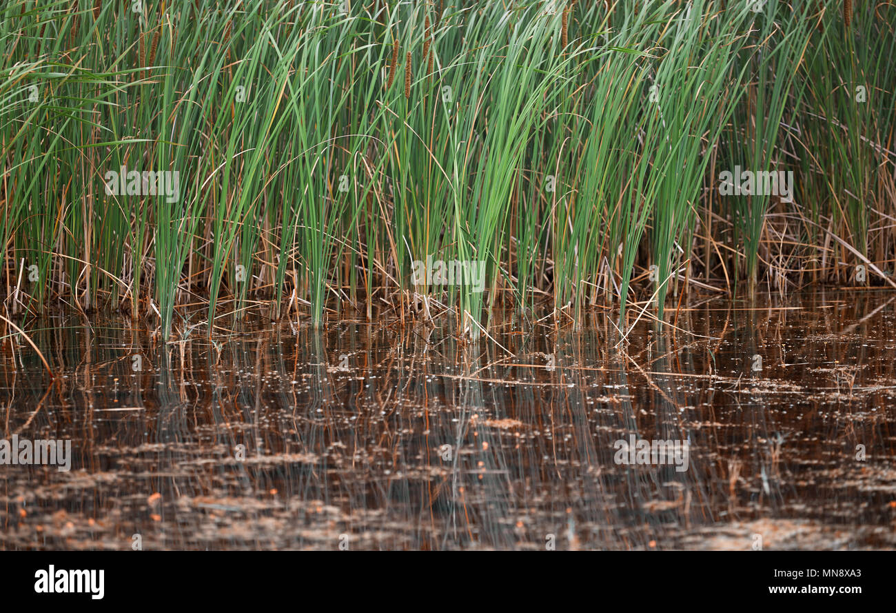 Reed plants in open water of the Florida lake Stock Photo - Alamy