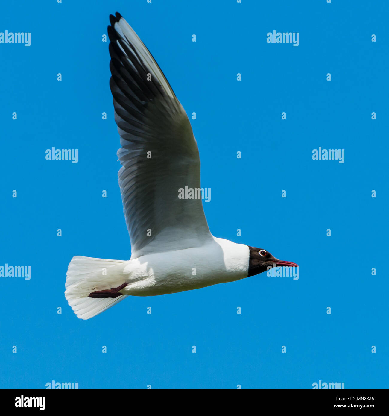 A shot of a black headed gull flying through a blue sky Stock Photo - Alamy