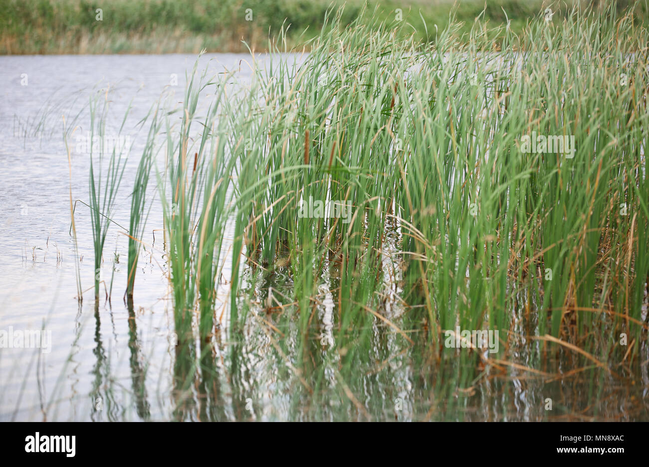 Reed plants in open water of the Florida lake Stock Photo - Alamy