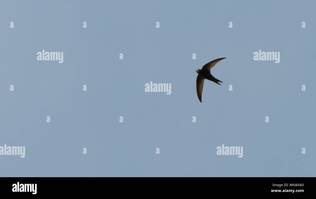 Swift bird hi-res stock photography and images - Alamy