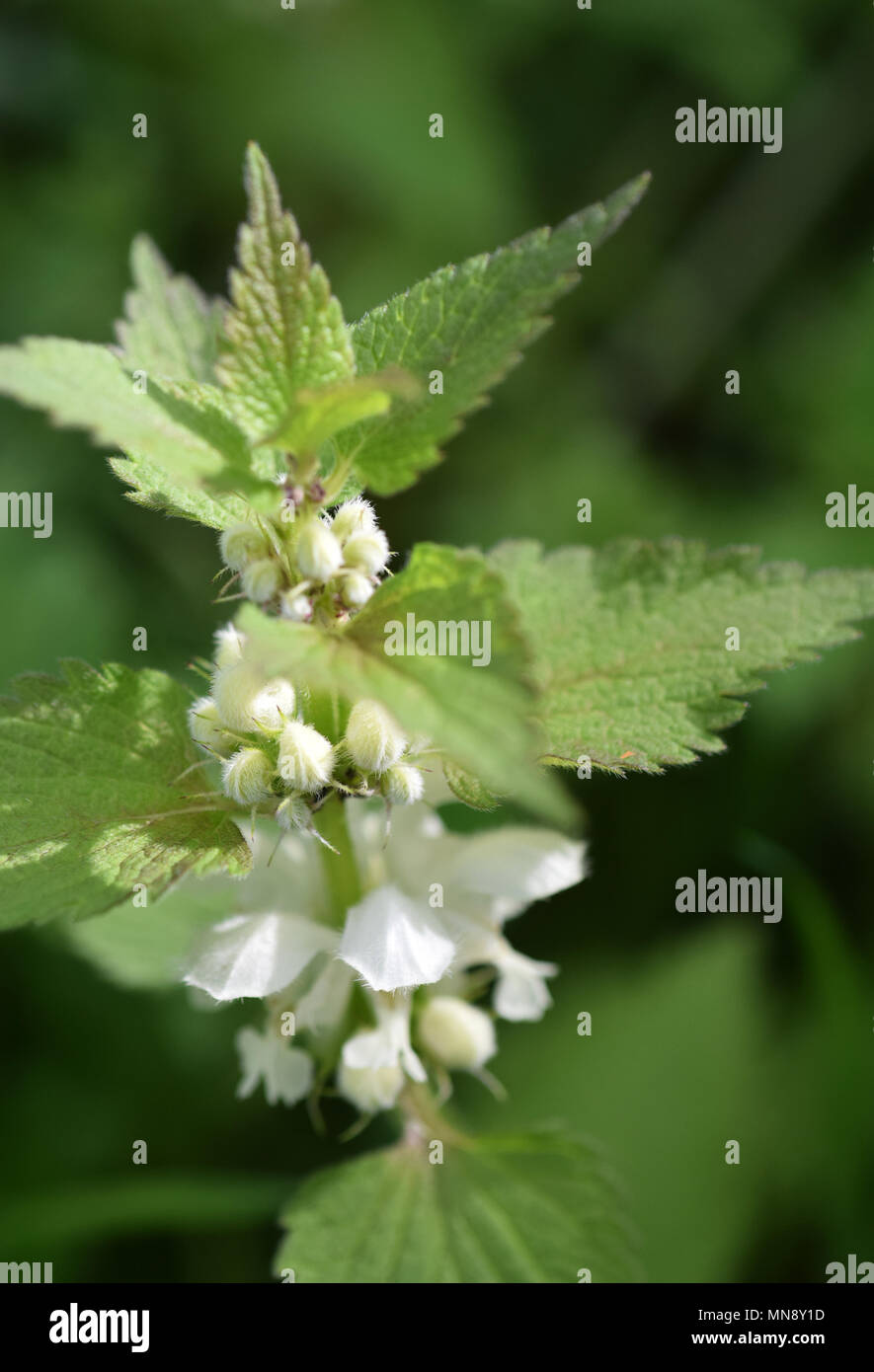 Common nettle white flower hi-res stock photography and images - Alamy
