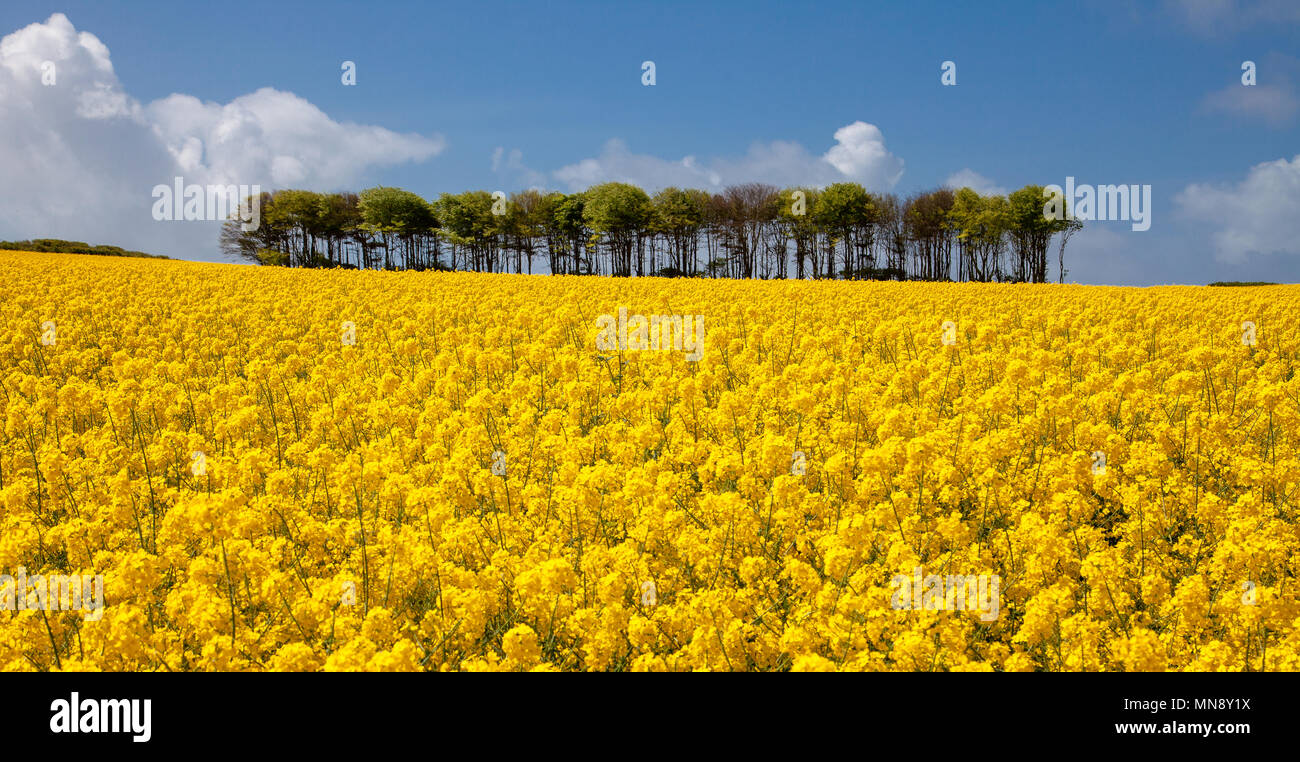 Field rapeseed oil canola hi-res stock photography and images - Alamy
