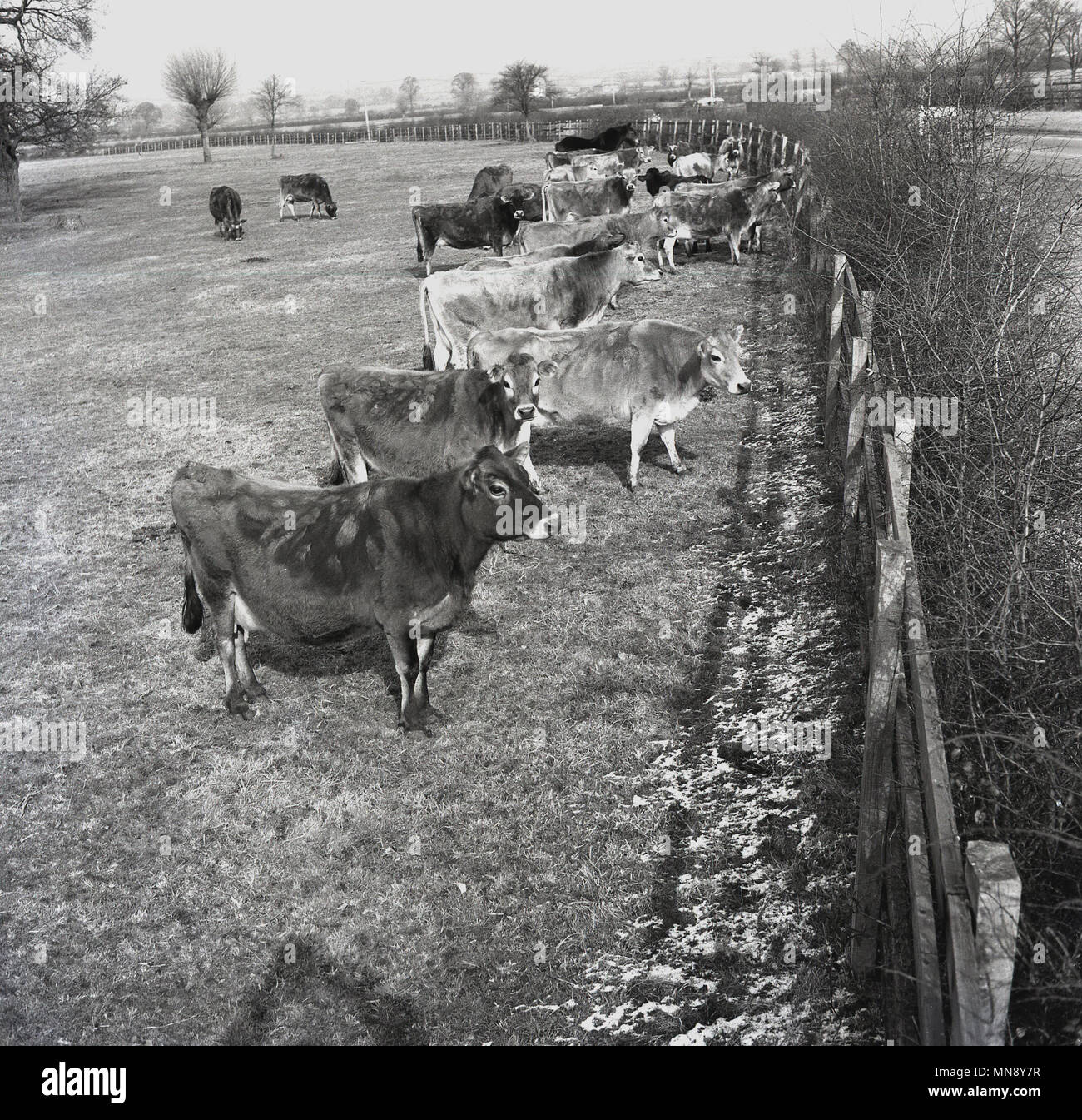 1960s cows in field cows hi-res stock photography and images - Alamy