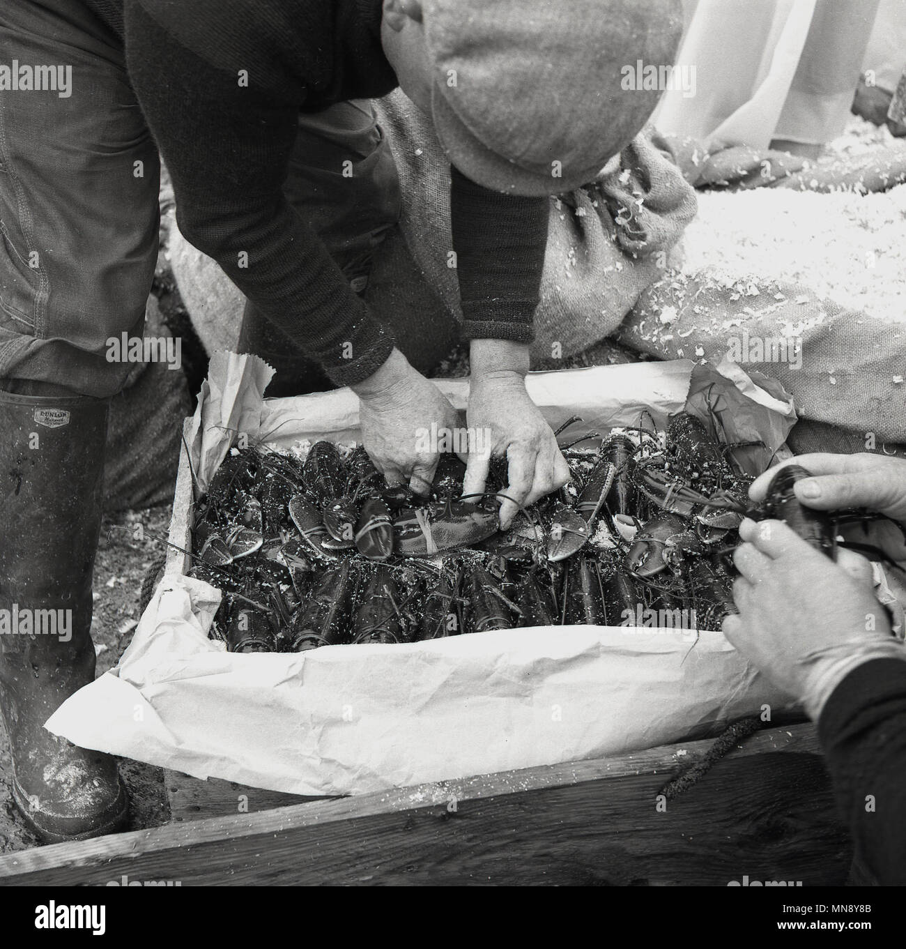 1950s, historical picture, a fisherman putting, carefully, a catch of ...
