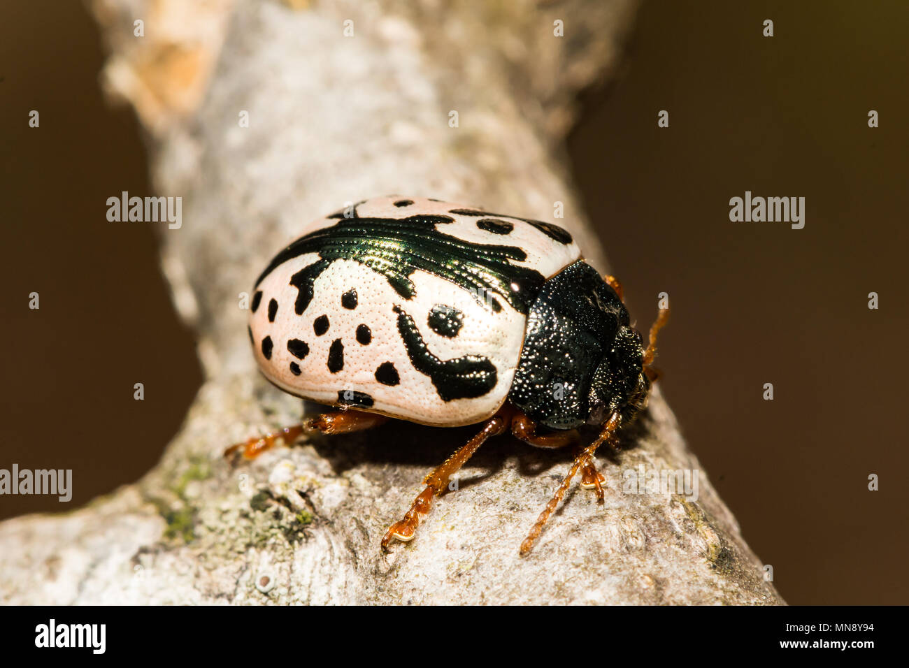 Elm Calligrapha Beetle (Calligrapha scalaris Stock Photo - Alamy